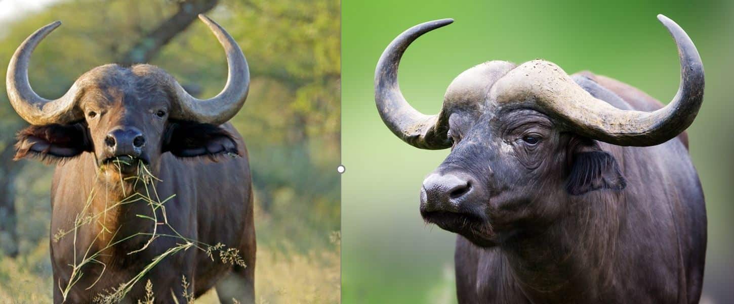 62 Amazing ANIMALS to see in Africa! (ID guide w/ pics) - Bird Watching HQ