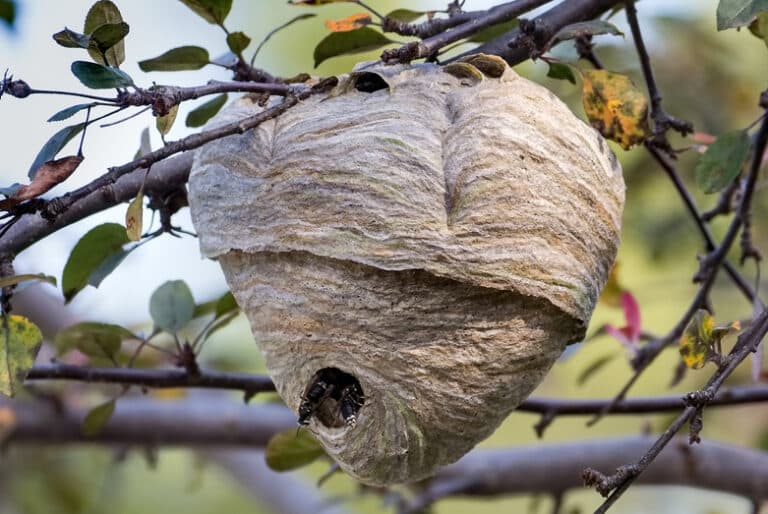 23 Common Wasps & Hornets in the United States (ID Guide) - Bird ...