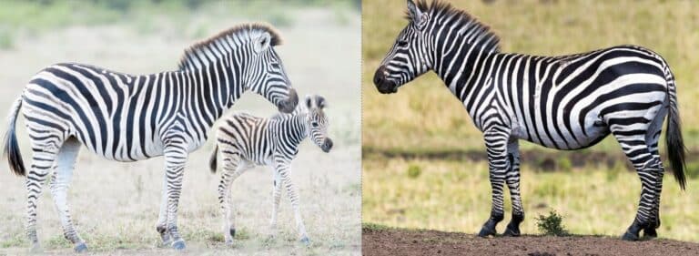 36 Amazing ANIMALS to see in Angola! (ID guide w/ pics) - Bird Watching HQ