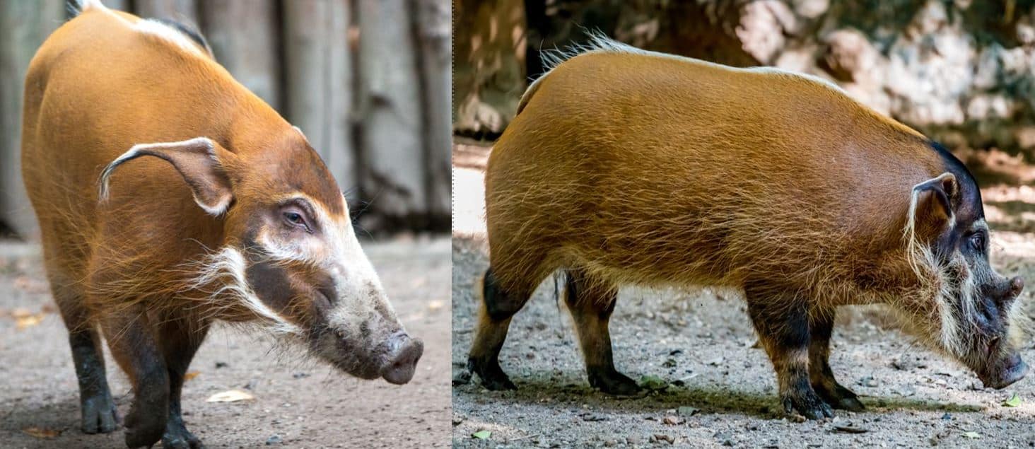 19 Amazing ANIMALS to see in the Congo! (ID guide w/ pics) - Bird ...