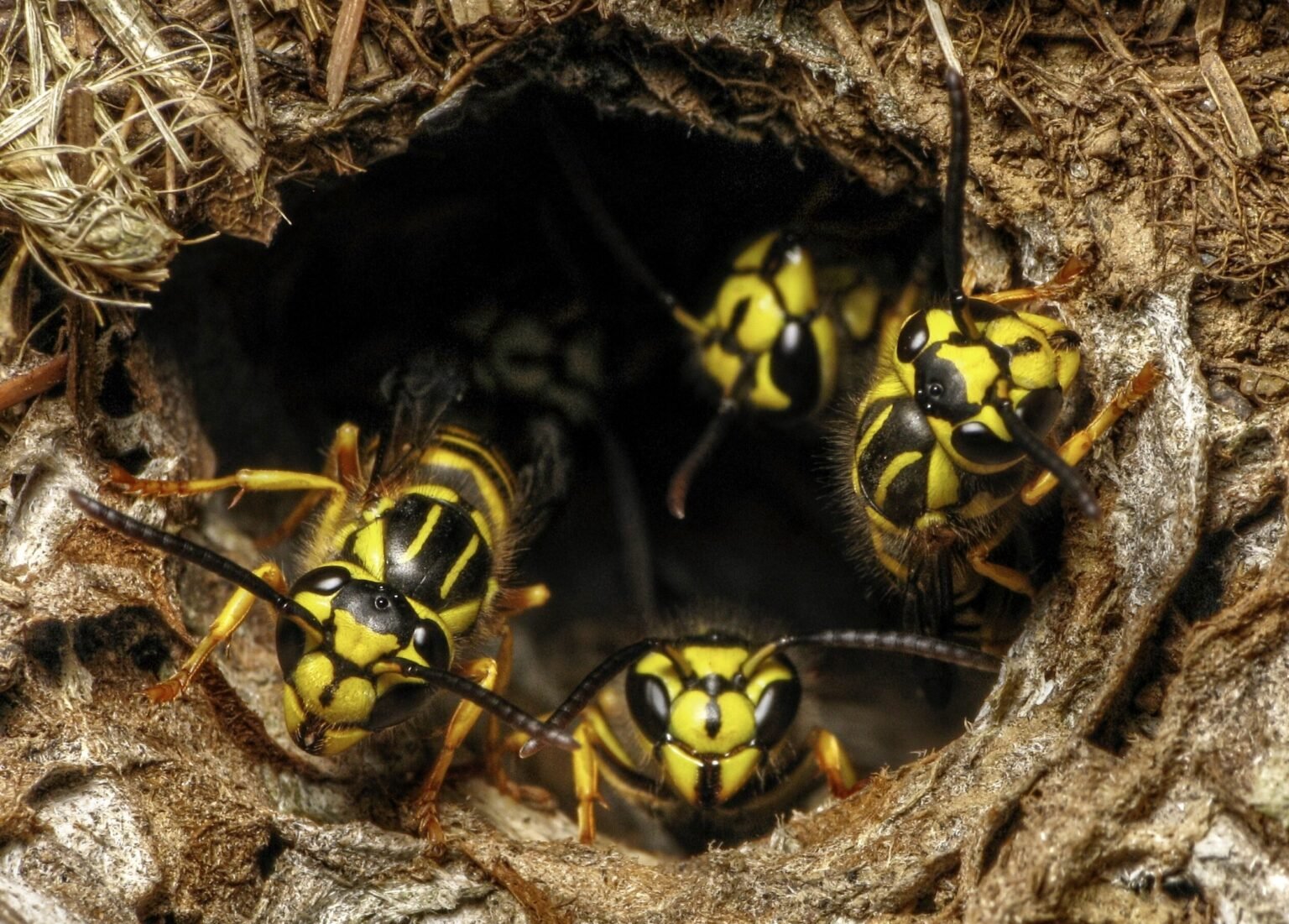 14 Common Wasps & Hornets in Tennessee (ID Guide) - Bird Watching HQ