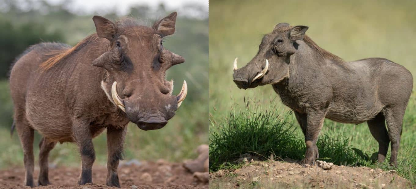 10 Amazing ANIMALS to see in Eritrea! (ID guide w/ pics) - Bird Watching HQ