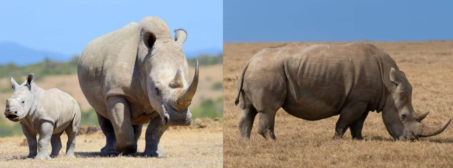 27 Amazing ANIMALS to see in Senegal! (ID guide w/ pics) - Bird Watching HQ