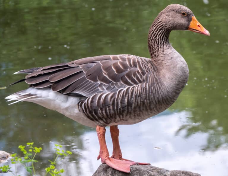 9 types of Geese & Swans found in Ohio! (2025) - Bird Watching HQ