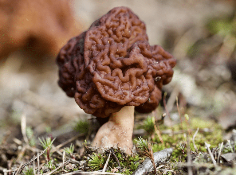 14 POISONOUS Mushrooms found in Canada! (2024) - Bird Watching HQ