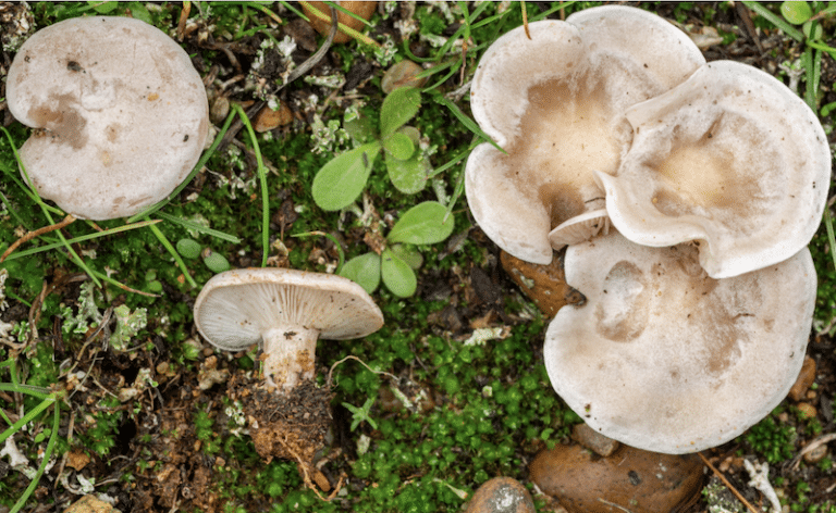 18 POISONOUS Mushrooms found in California! (2025) - Bird Watching HQ