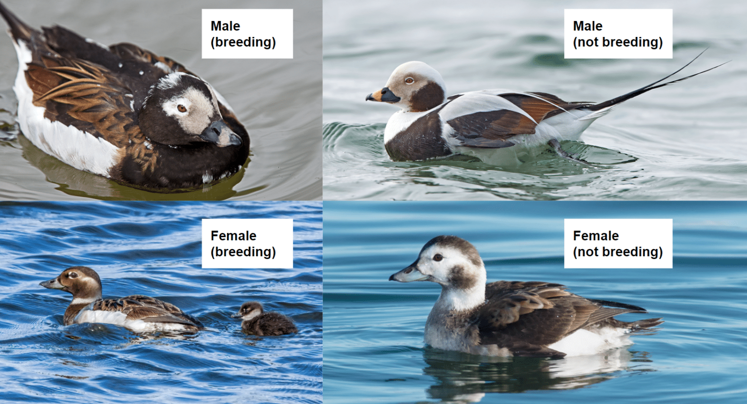 29 Types of Ducks Found in New York! (ID Guide) - Bird Watching HQ