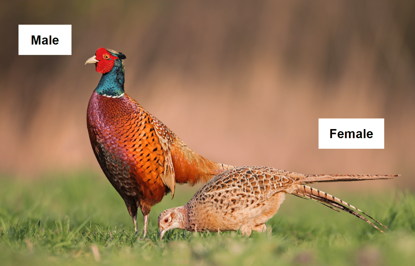 10 INVASIVE Animals found in Iowa! (2025) - Bird Watching HQ