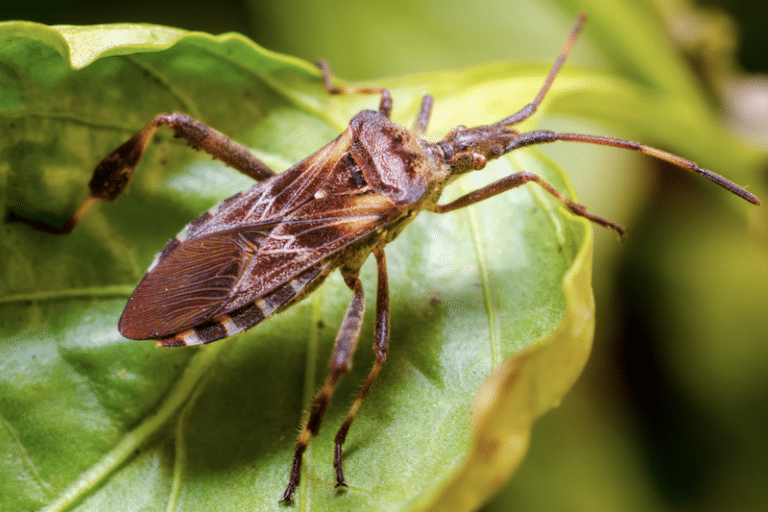 26 Common Insects You Can Find in Minnesota (2024) - Bird Watching HQ