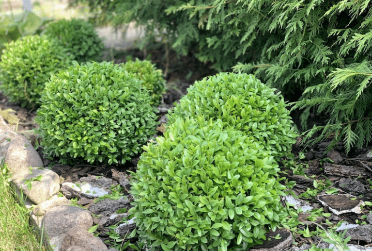 23 Rabbit Resistant Plants to grow in Florida! (2025) - Bird Watching HQ