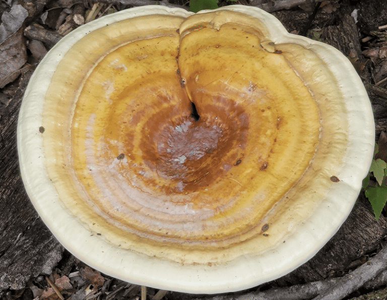 24 Common Mushrooms Found in Florida! (2024) - Bird Watching HQ