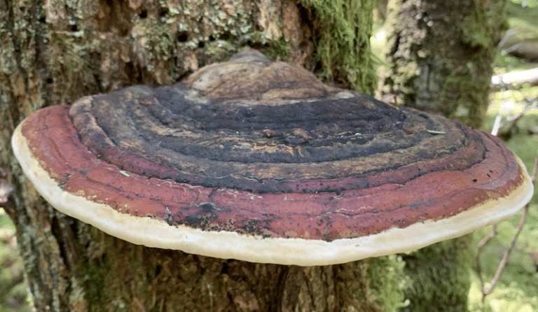 31 Common Mushrooms Found in Canada! (2024) - Bird Watching HQ