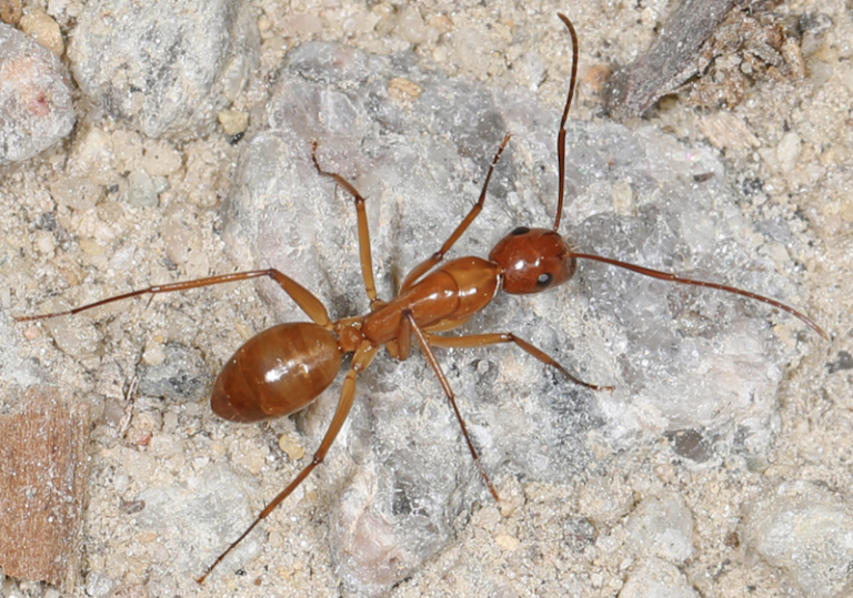 10 Types of ANTS found in New York! - Bird Watching HQ