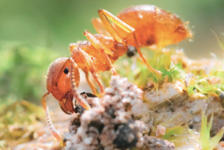 10 Types of ANTS found in New York! - Bird Watching HQ