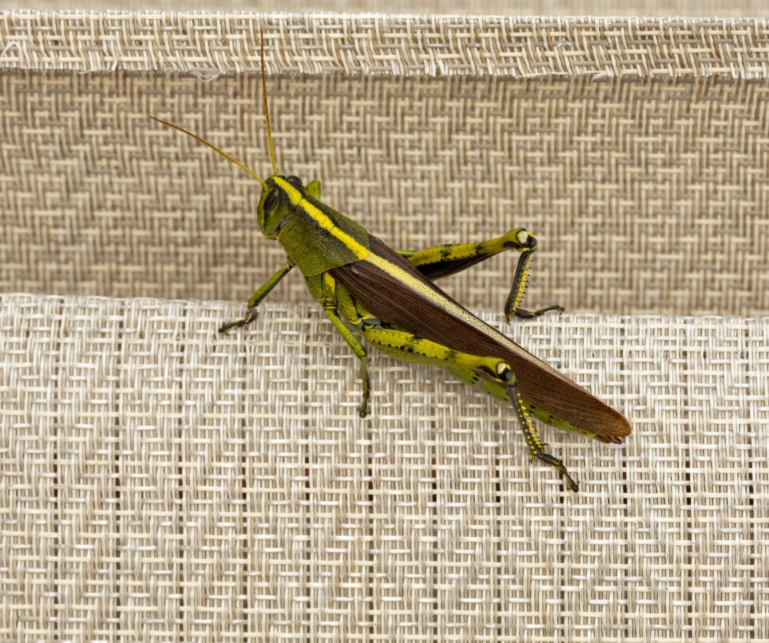 27 Grasshopper Species in North America! (2024) - Bird Watching HQ