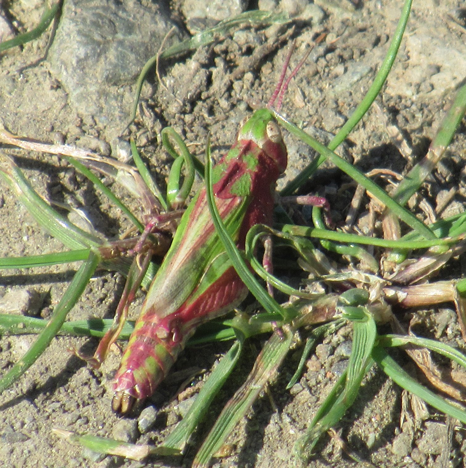 27 Grasshopper Species in North America! (2024) - Bird Watching HQ