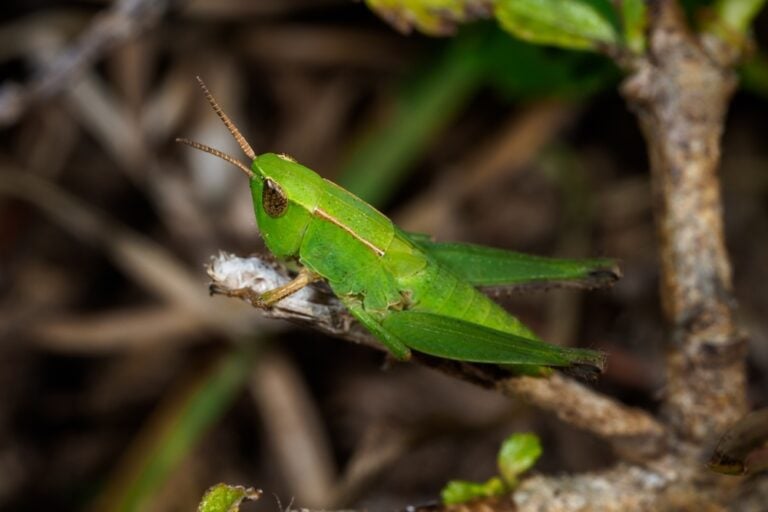16 Grasshopper Species found in Texas! - Bird Watching HQ