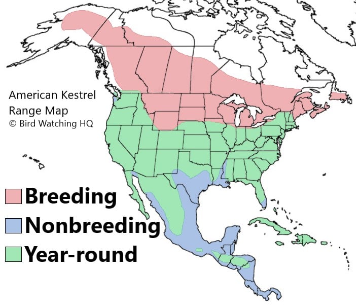 23 Birds of Prey Found in Florida! (2025) - Bird Watching HQ