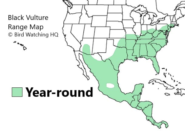 20 Birds of Prey Found in Arkansas! (2025) - Bird Watching HQ
