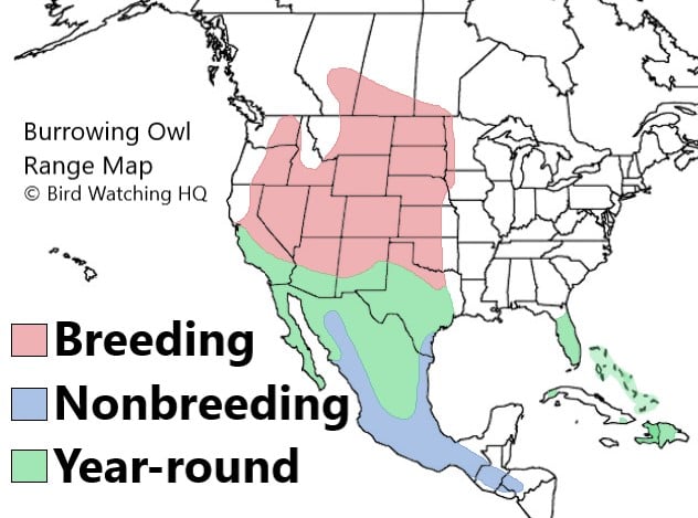 31 Birds of Prey Found in Texas! (2025) - Bird Watching HQ