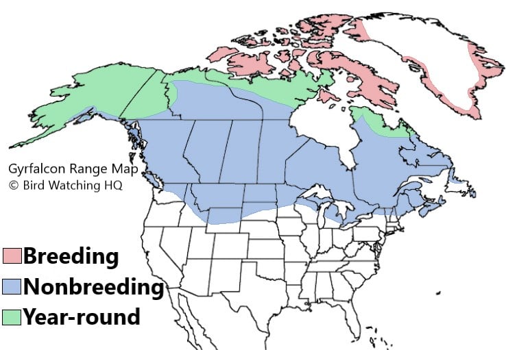 19 Birds of Prey Found in New Brunswick! (2025) - Bird Watching HQ