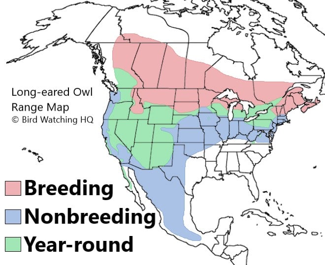 30 Birds of Prey Found in Idaho! ( 2025) - Bird Watching HQ