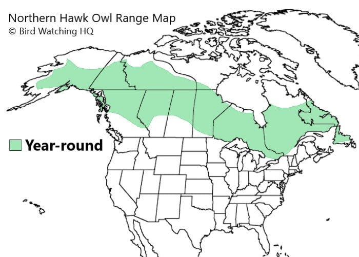 28 Birds of Prey Found in Alberta! (2025) - Bird Watching HQ