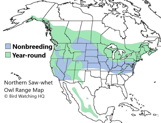 30 Birds of Prey Found in Arizona! (2025) - Bird Watching HQ